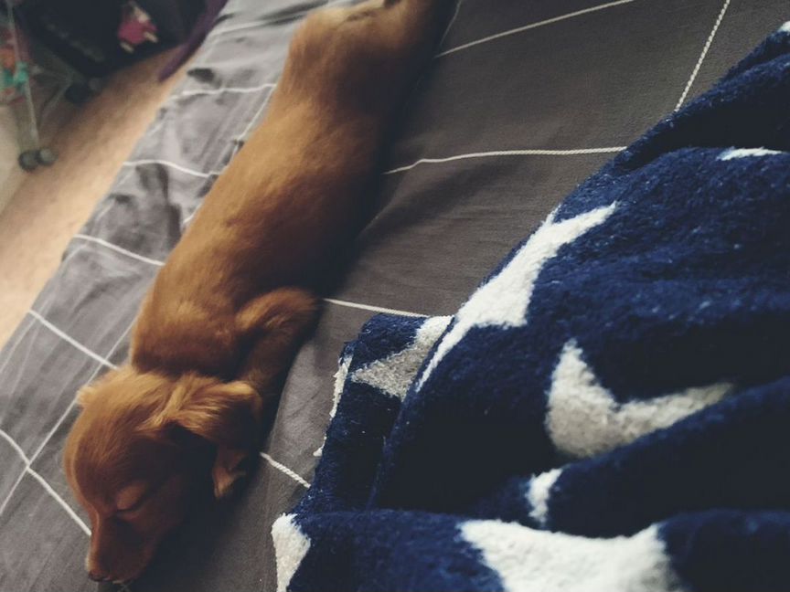 Немецкий пинчер,девочки,на 5 фото мама и папа