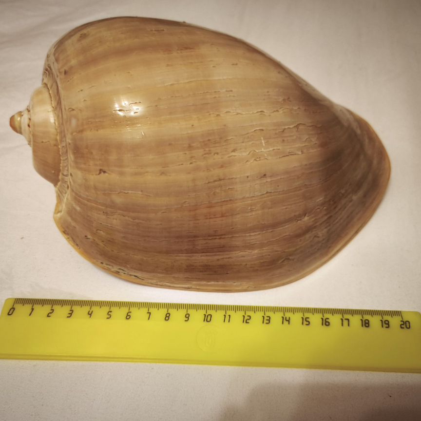 Ракушка морская большая