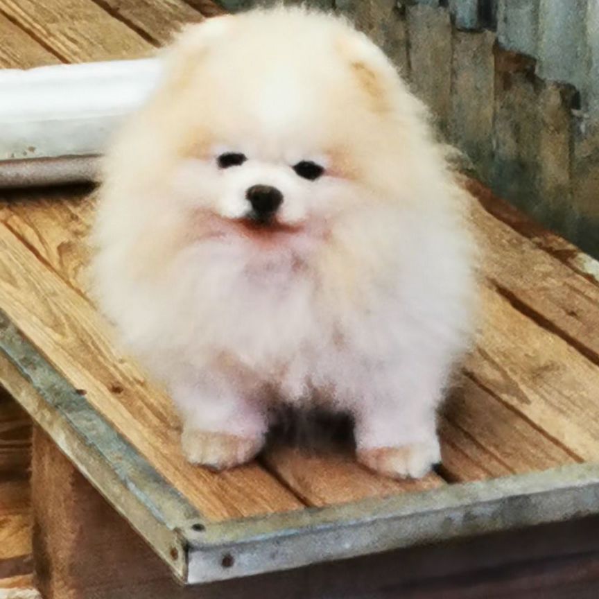 Шпиц мальчик в дар