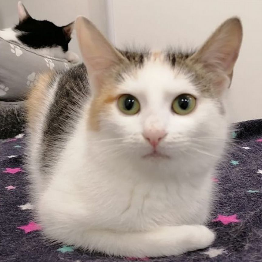 Трёхцветный котенок ищет дом