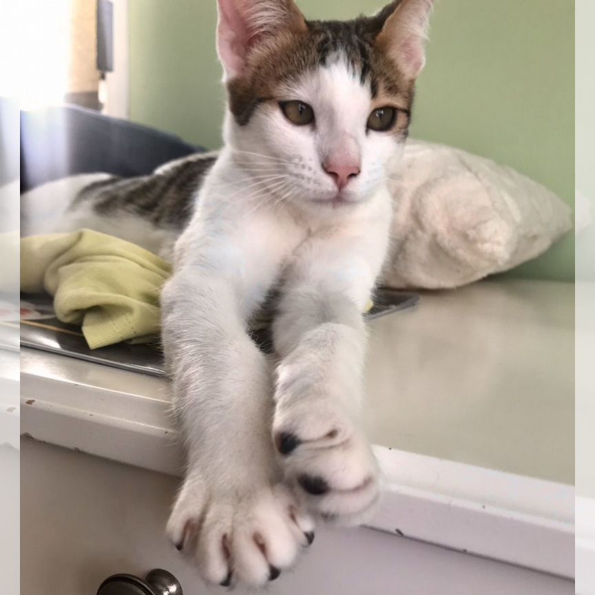Котенок от домашних кота и кошки