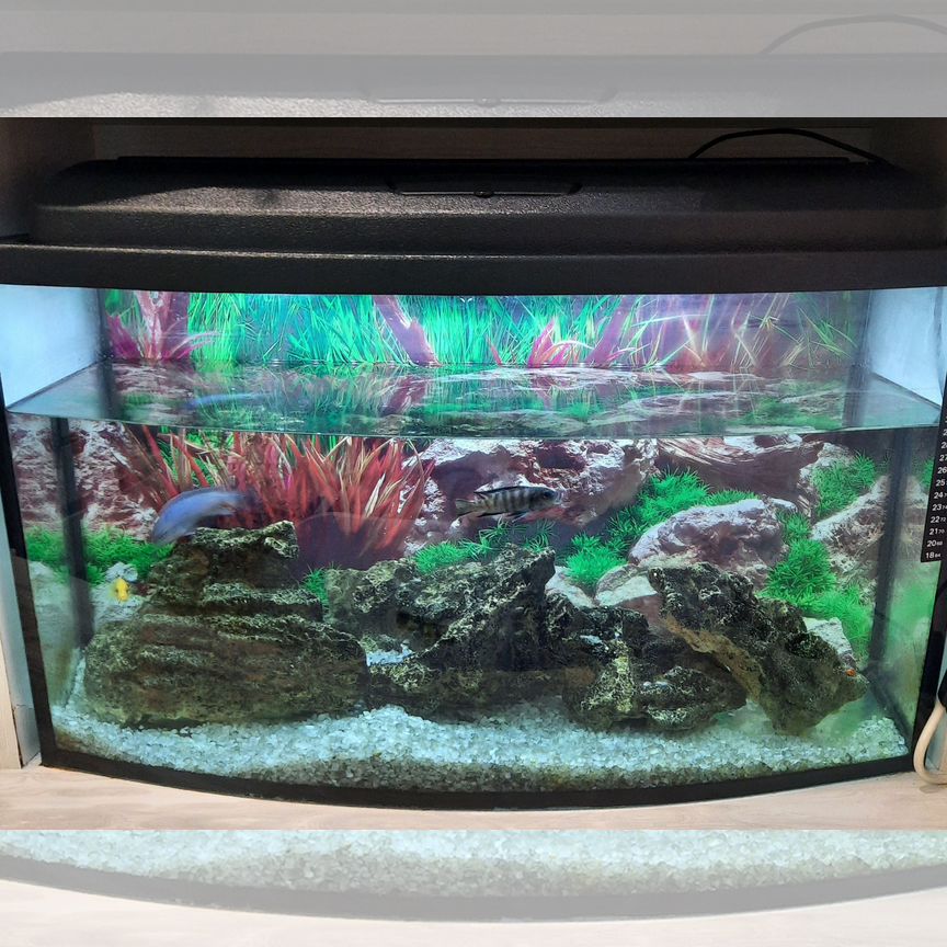 Аквариум с рыбками