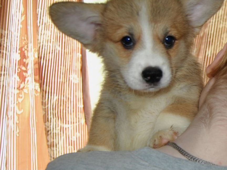 Вельш корги пемброк мальчик