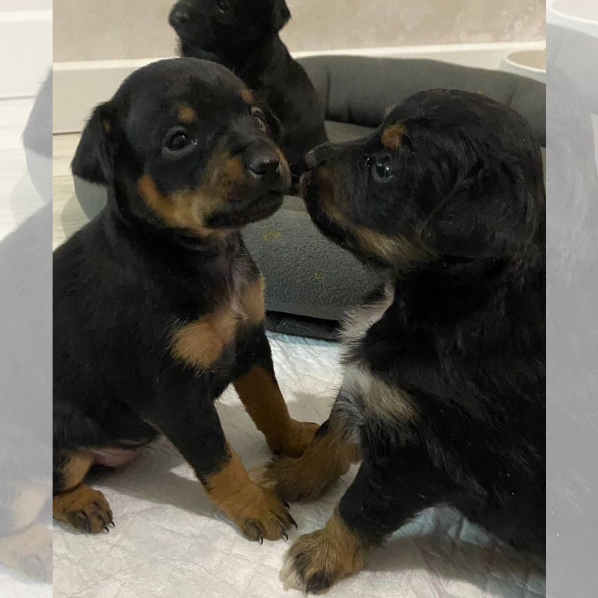 Русский той-терьер, щенок