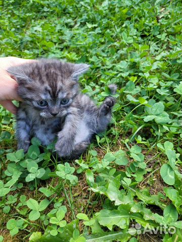 Кошка в дар бесплатно
