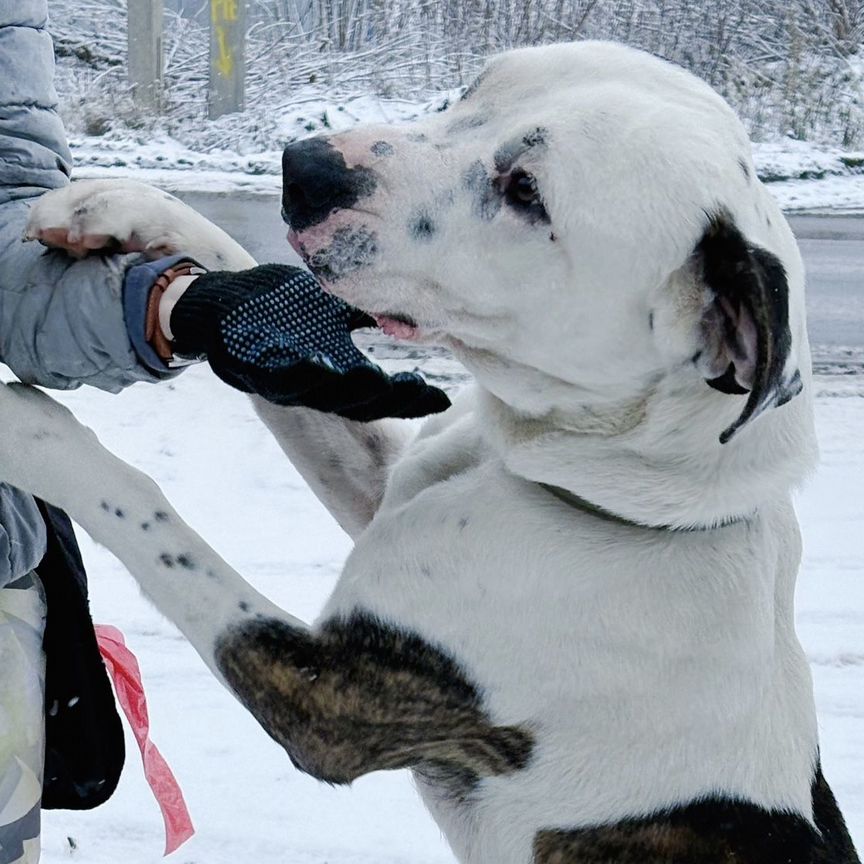 Аргентинский дог, взрослая собака