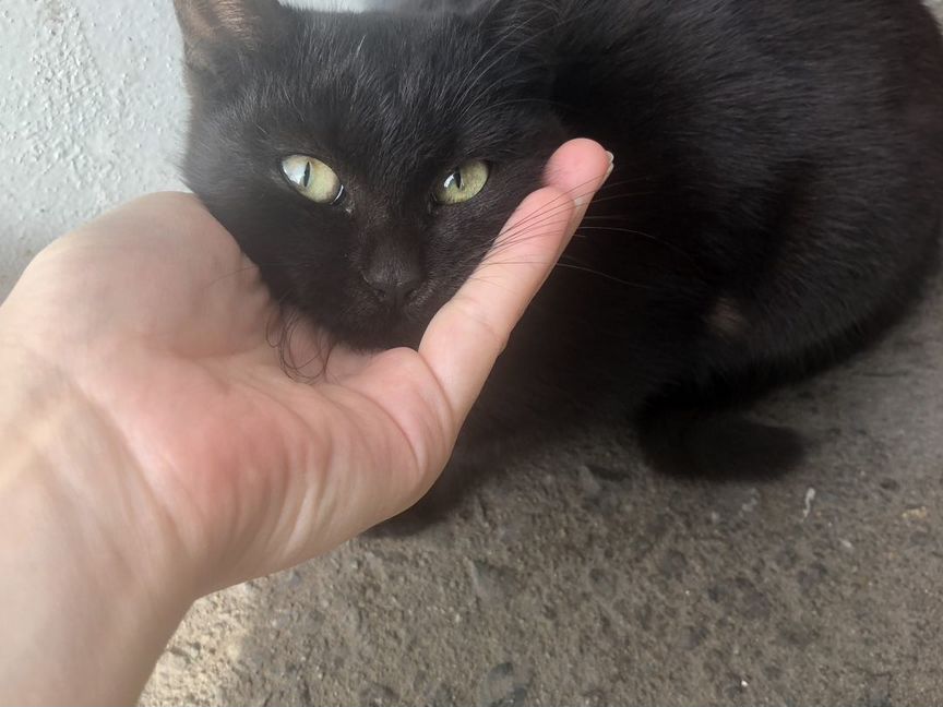 Котёночек девочка 5 мес. Помогите стать домашней