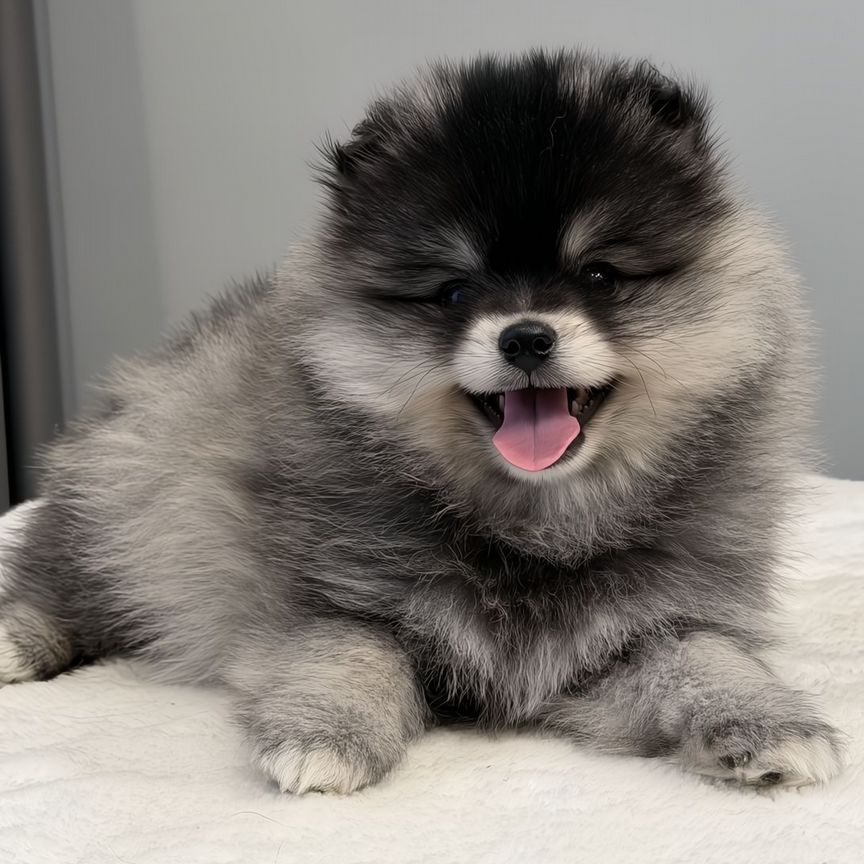 Помски, щенок