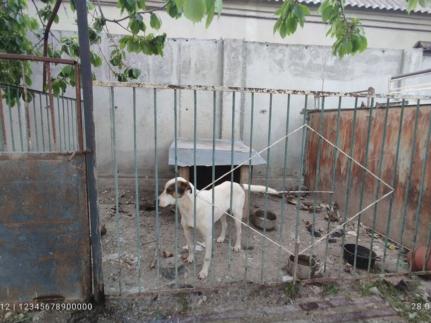 Собака в добрые руки