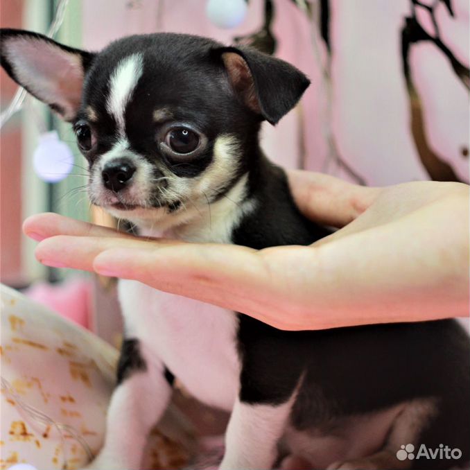 Брутальный щенок чихуахуа Балу