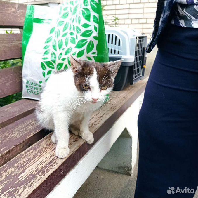 Котенок сирота