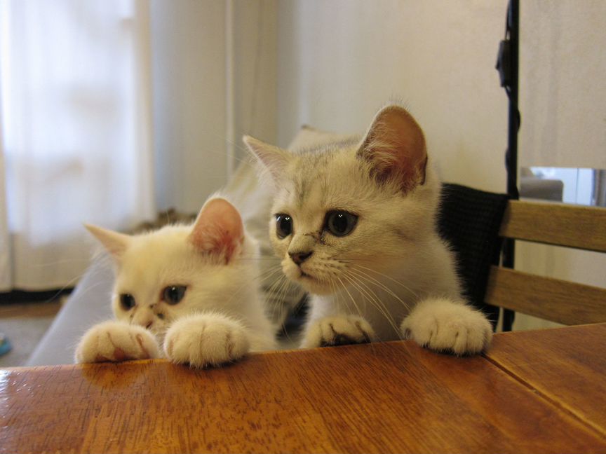 Котята Шотландские прямоухие