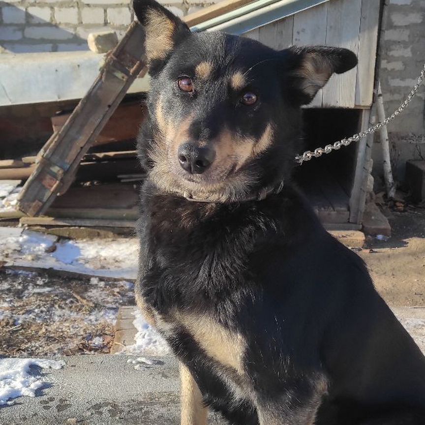 Верный охранник и компаньон