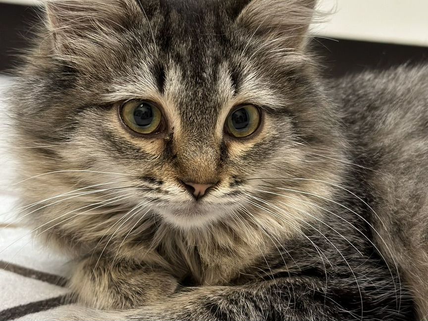 Сибирская/котенок