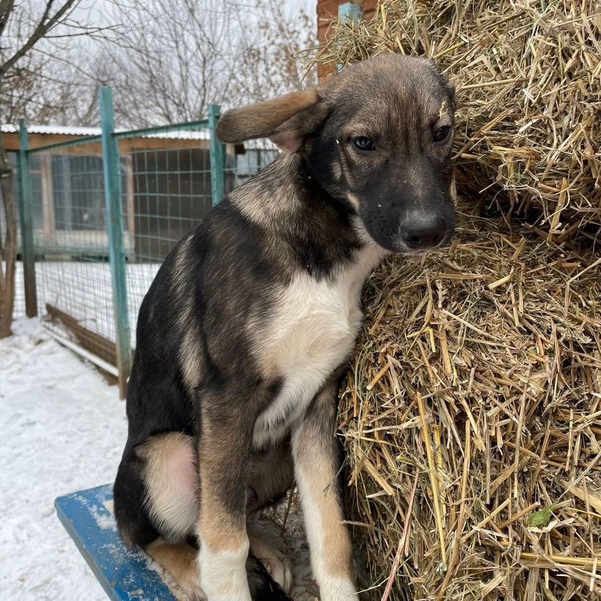 Щенок в добрые руки