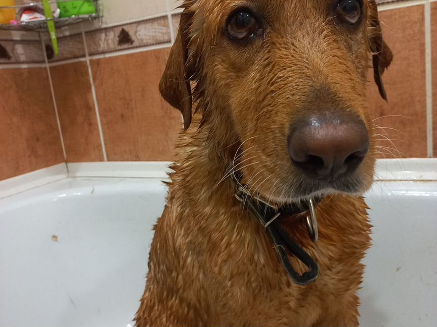 Золотистый ретривер породистый