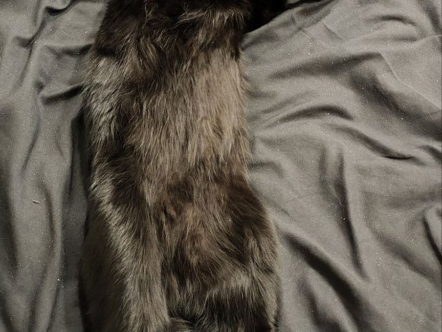 Кот вязка
