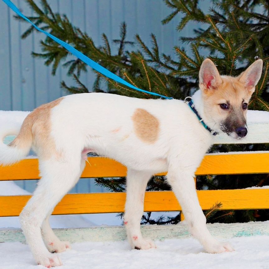 Подопечная приюта