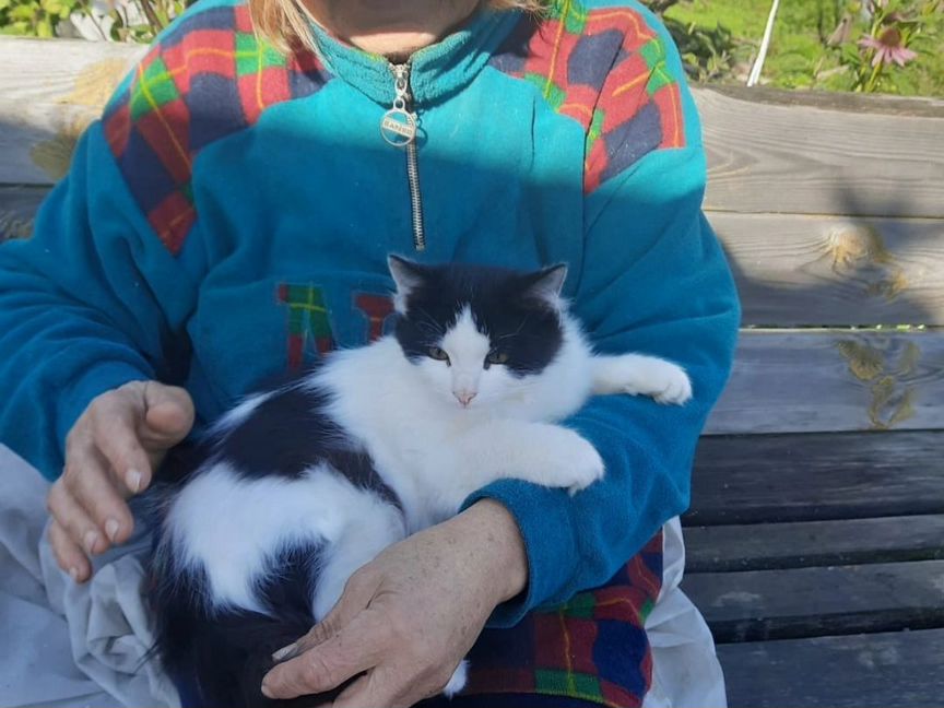 Котик ласкуша кастрированный