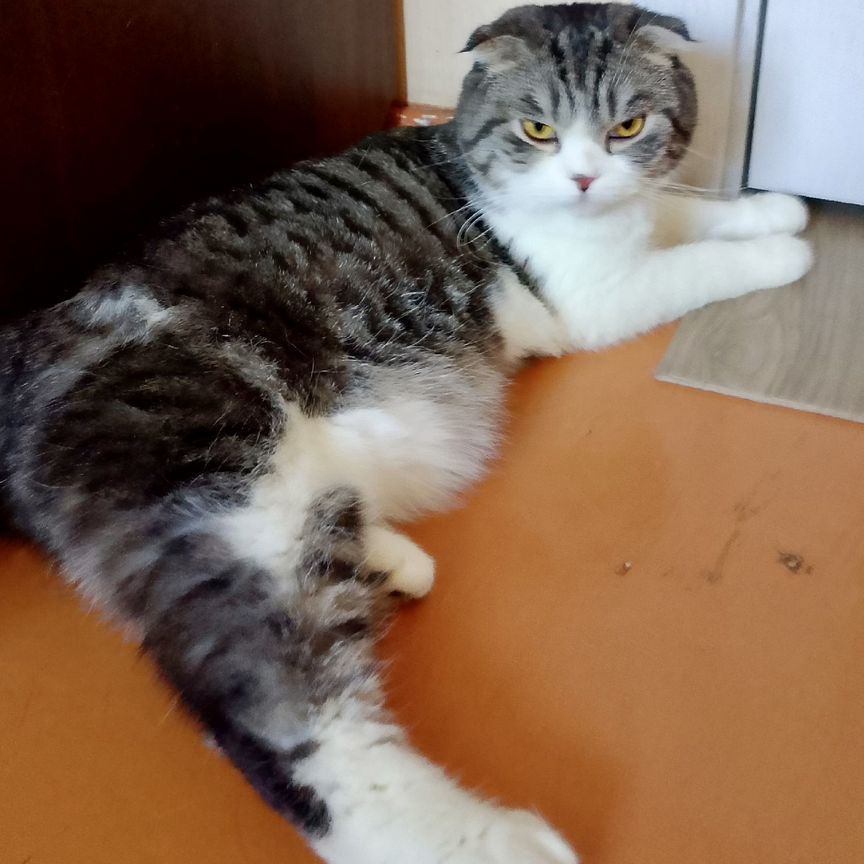 Шотландский вислоухий короткошёрстный, взрослый кот