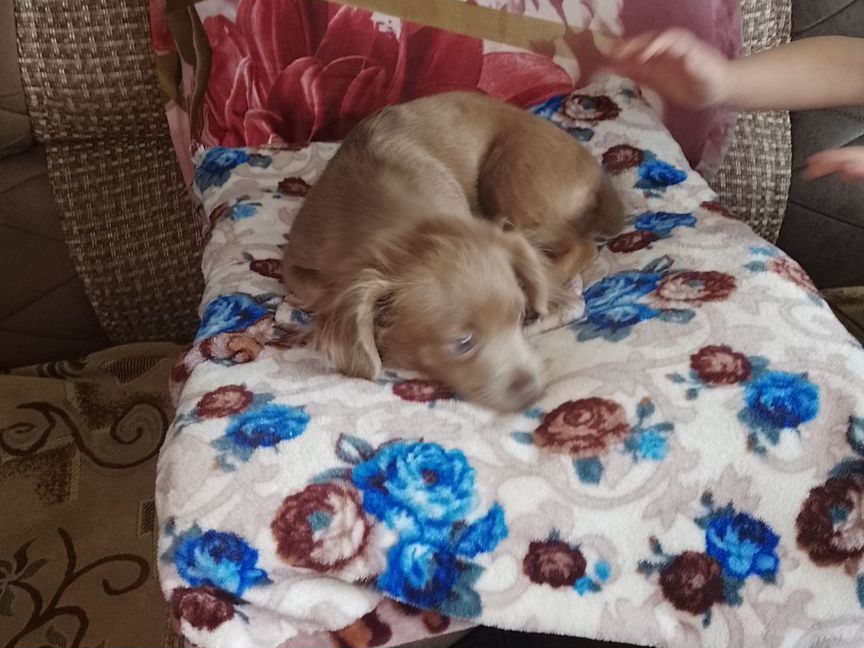 Собаки щенки маленькой породы