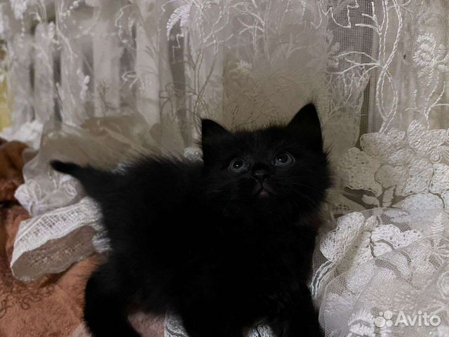 Котёнок