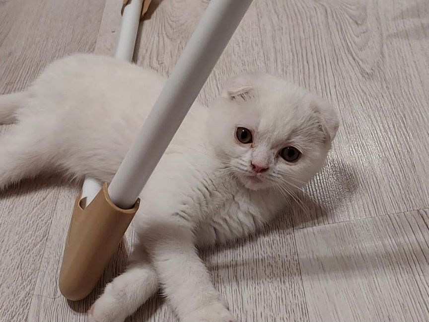 Шотландский вислоухий кот