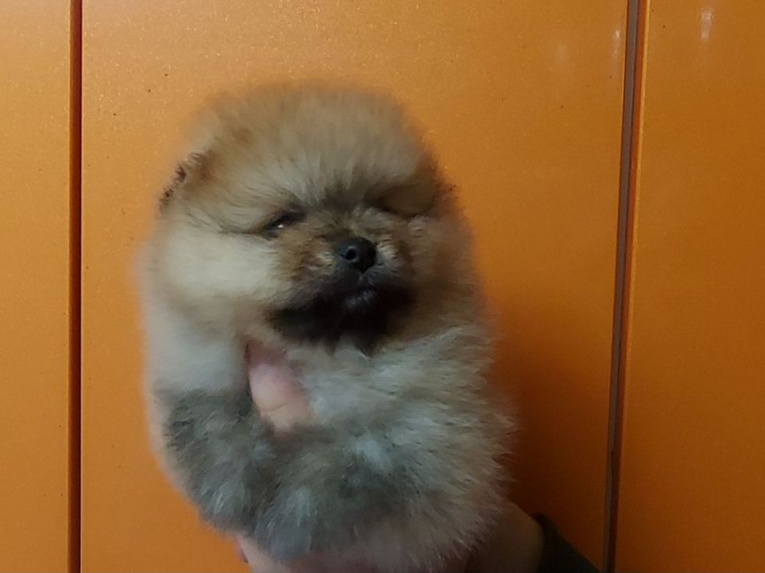 Померанский шпиц мини
