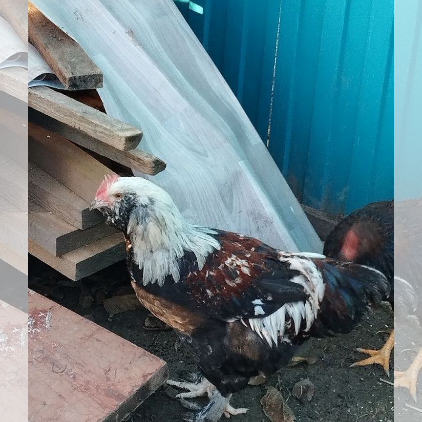 Молодой петушок лососевый фавероль