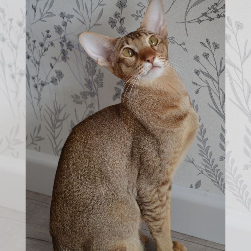 Ориентальная, взрослая кошка