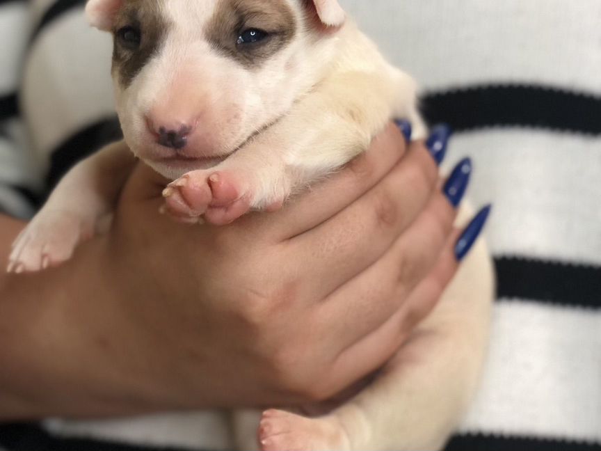 Миниатюрный бультерьер