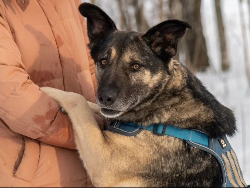 Добрый великан из приюта ищет дом