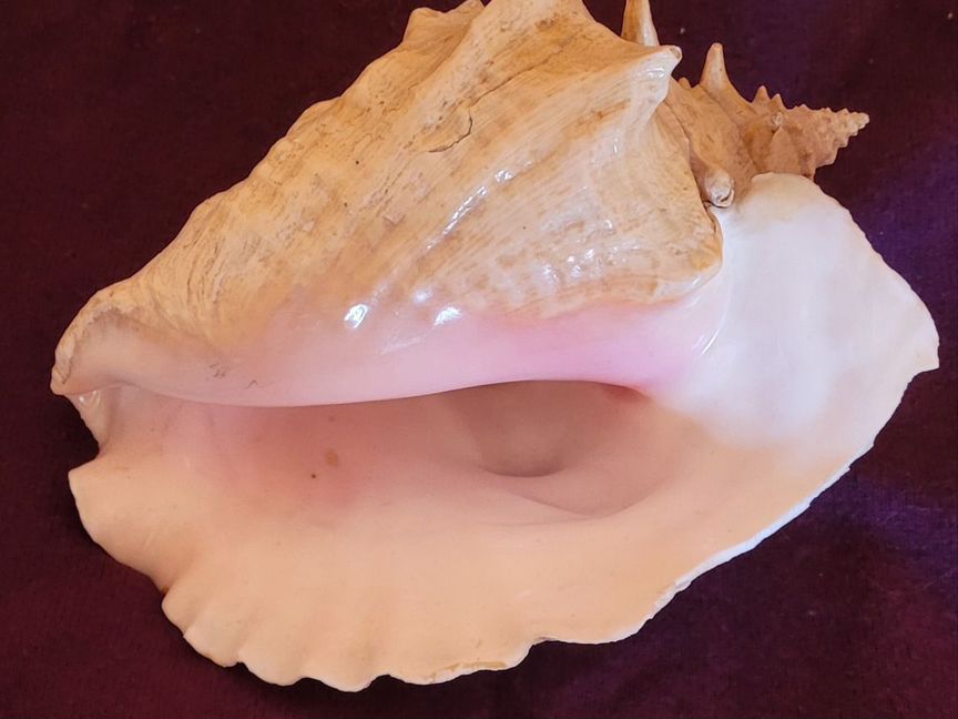 Ракушка большая 27см