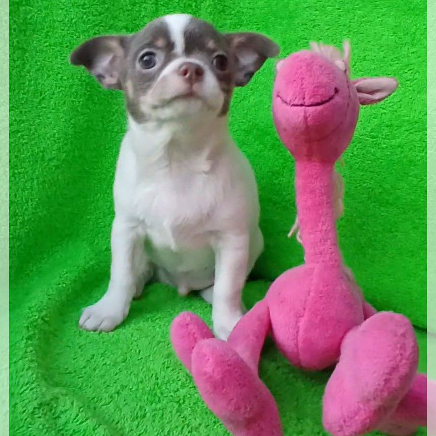 Чихуахуа, щенок