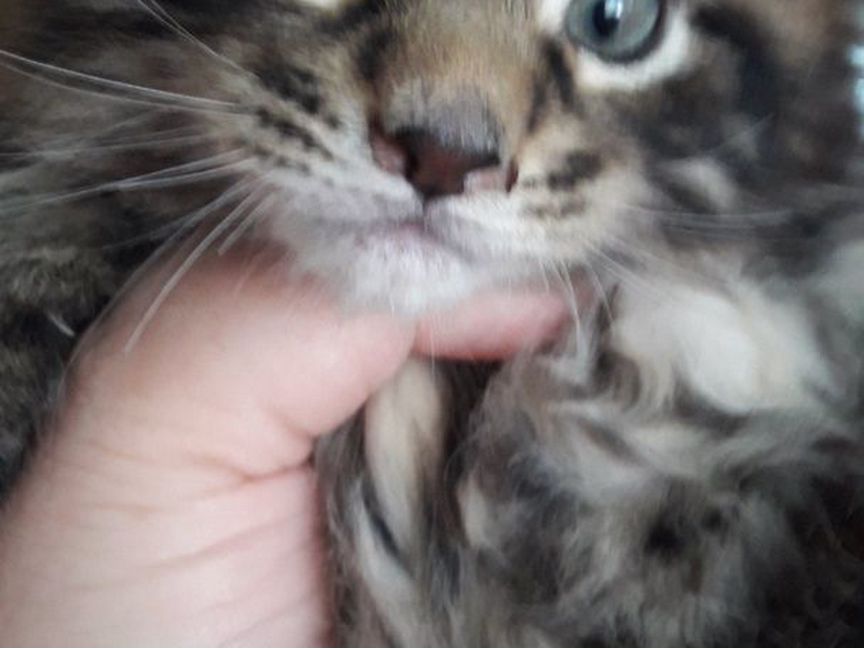 Котята породы мейн кун Чистопород.милашки шиkаphыe