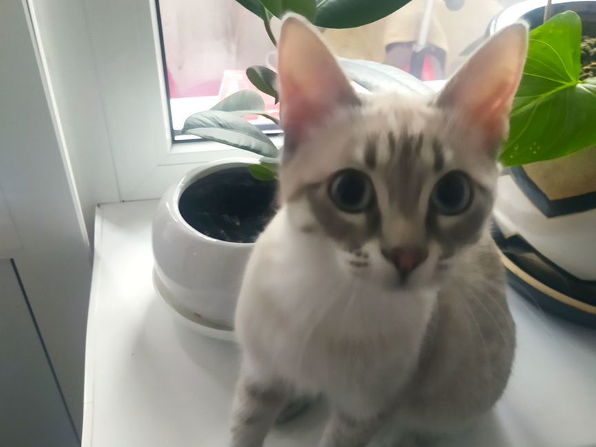 Сиамская кошечка