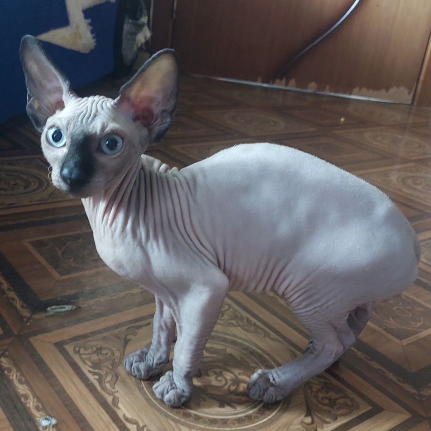 Канадский сфинкс котенок девочка