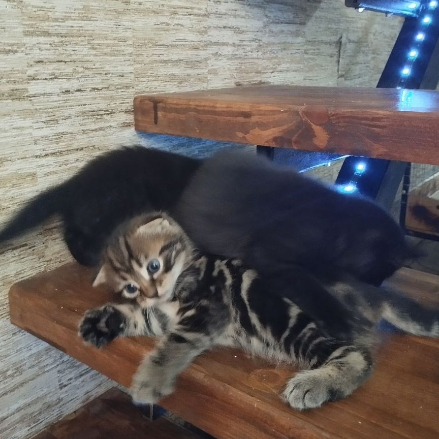 Шотландский прямоухий короткошёрстный котёнок