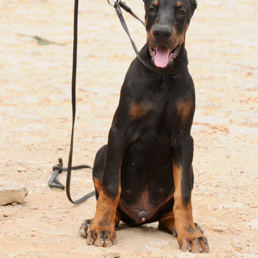 Щенки добермана