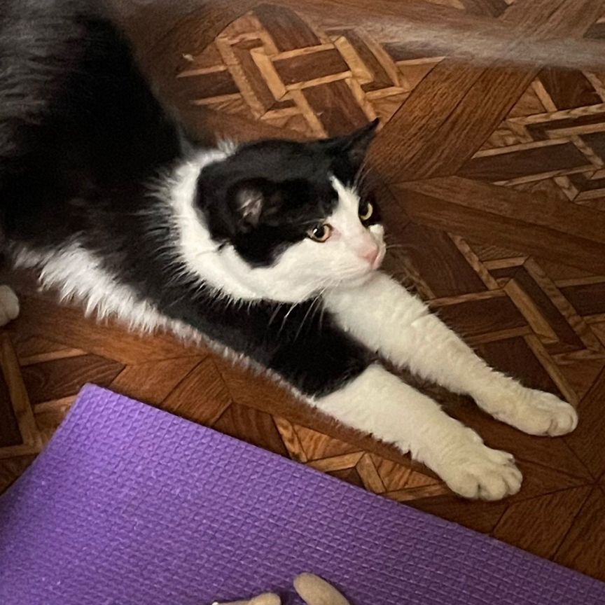 Котята подростки