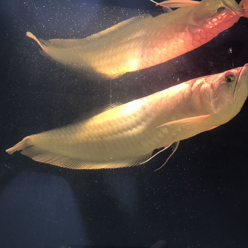 Арована серебряная