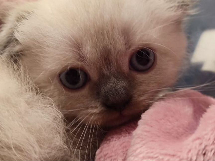 Кошка шотландская вислоухая