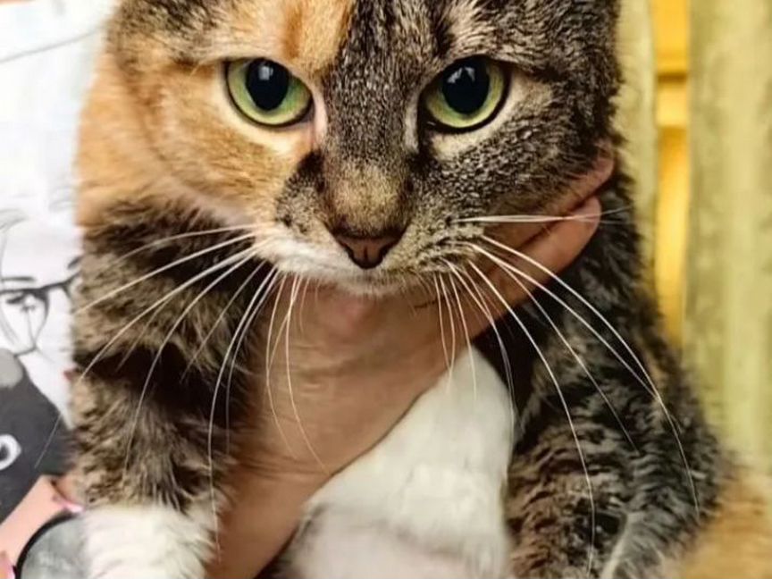 Красивая кошечка Злата, ищет дом