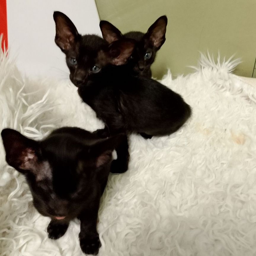 Ориентальный котёнок