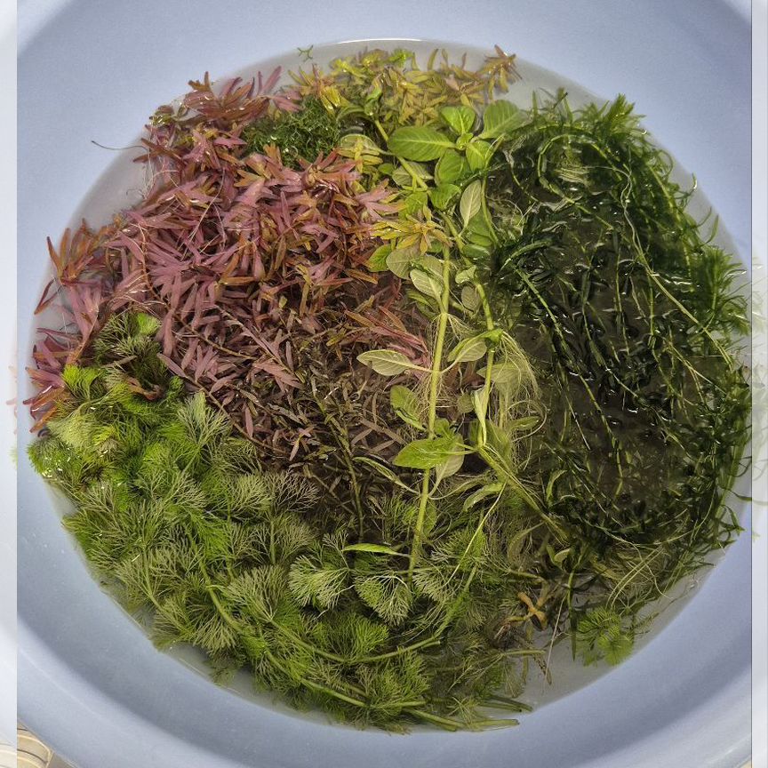 Аквариумное растение, прополка