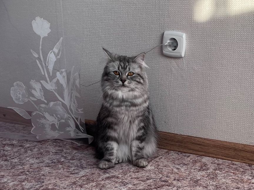 Нужен кот для вязки Шотландской кошке