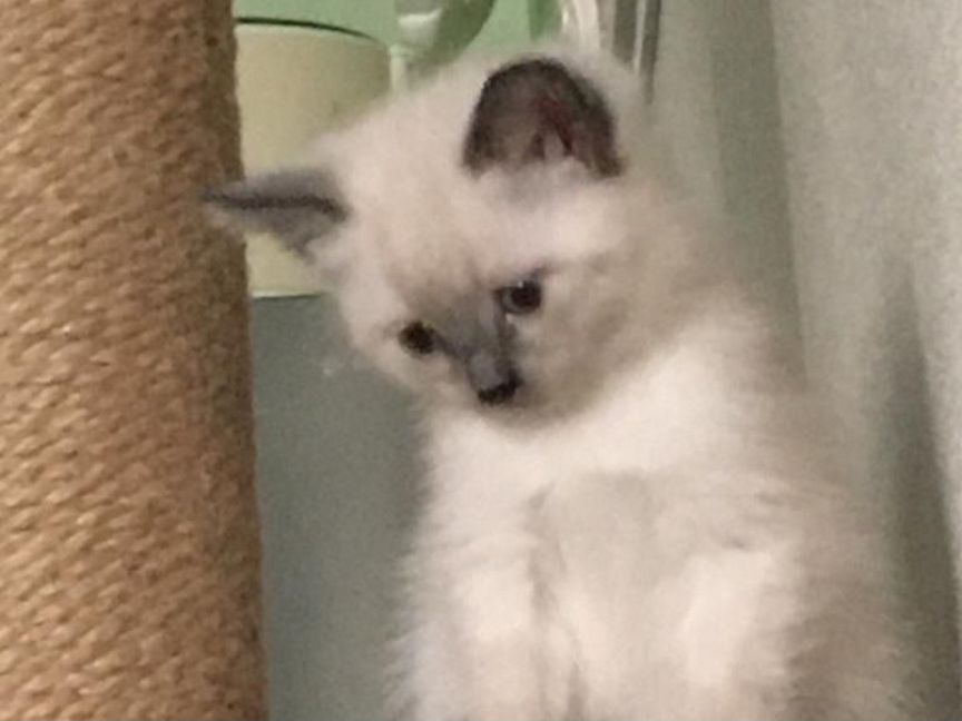 Тайский котенок девочка