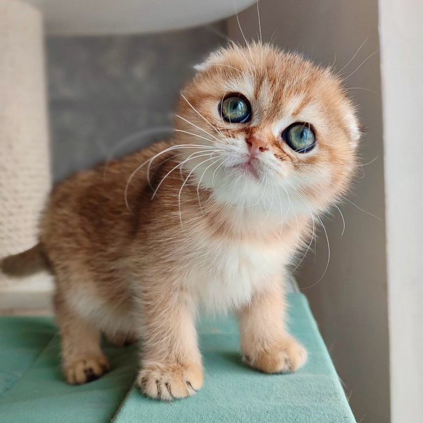 Вислоухие малыши