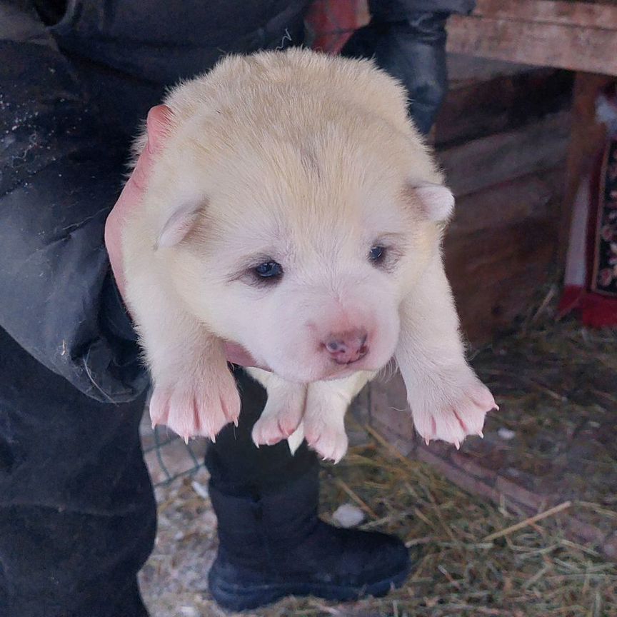 Западносибирская лайка, щенок