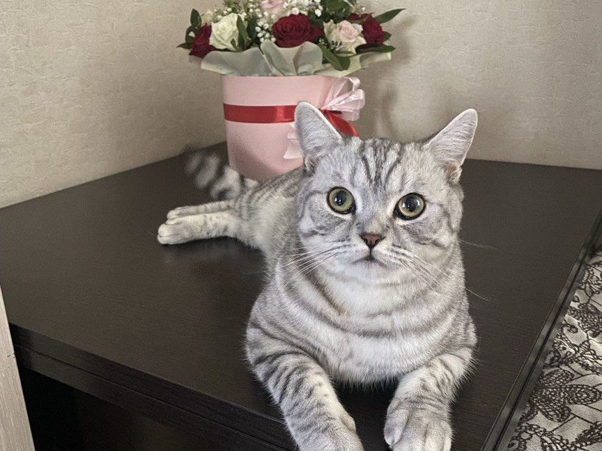 Шотландский кот